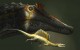 Paleontologists Find Fossil of Smallest Spinosaurus | Paleontology ...