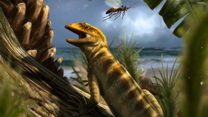 Megachirella wachtleri: World’s Oldest Squamate Fossil Found ...