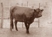 Research Reveals Secrets of Short-Faced Niata Cow | Sci.News