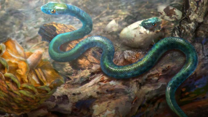 99-Million-Year-Old Snake Hatchling Found Encased in Burmese Amber ...