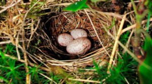 Oriental Cuckoos Change Their Egg Sizes According to Host Species | Sci ...