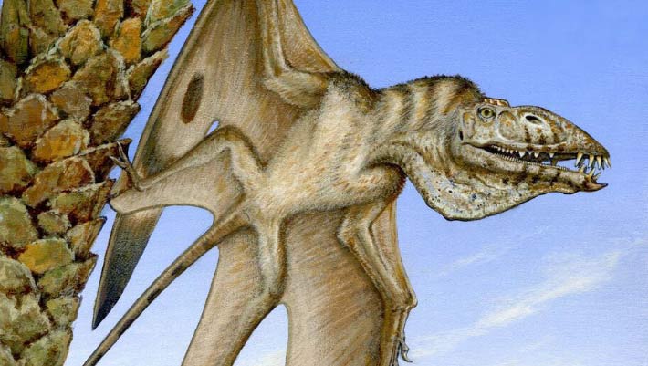 Caelestiventus hanseni: Newly-Discovered Triassic Pterosaur Lived in ...