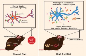 Researchers Discover Destructive Mechanism that Causes ‘Leptin ...