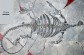228-Million-Year-Old Fossil Reveals Complex Early History of Turtles ...