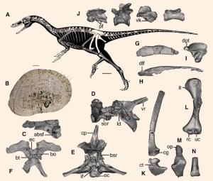 Two New Alvarezsaurian Dinosaurs Unearthed in China | Sci.News