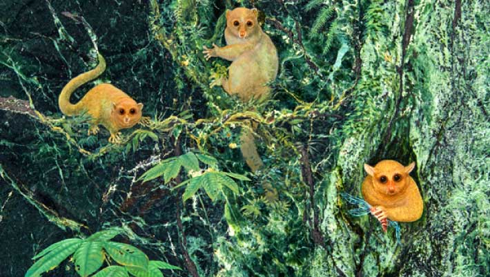 Paleontologists Discover Three New Fossil Primates | Paleontology | Sci ...