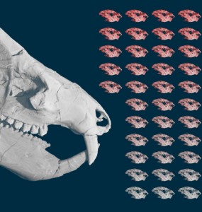 Jurassic Mammal Precursor Had Tiny Brain | Sci.News