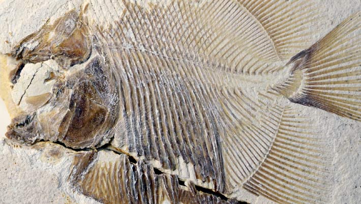 Jurassic Flesh-Eating Fish Had Piranha-Like Teeth | Paleontology | Sci ...