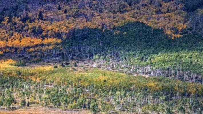 Pando, World’s Largest Single Organism, is Shrinking | Biology | Sci ...