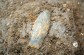Archaeologists Find 15,500-Year-Old Spear Points in Texas | Archaeology ...