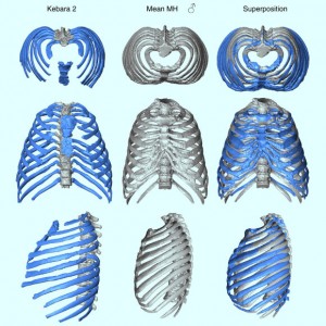 Researchers Create 3D Model of Neanderthal Rib Cage | Sci.News