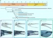 Oligocene-Epoch Whale Had Neither Teeth Nor Hair-Like Baleen | Sci.News