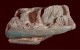 New Dinosaur Species Discovered in Australia: Weewarrasaurus pobeni ...