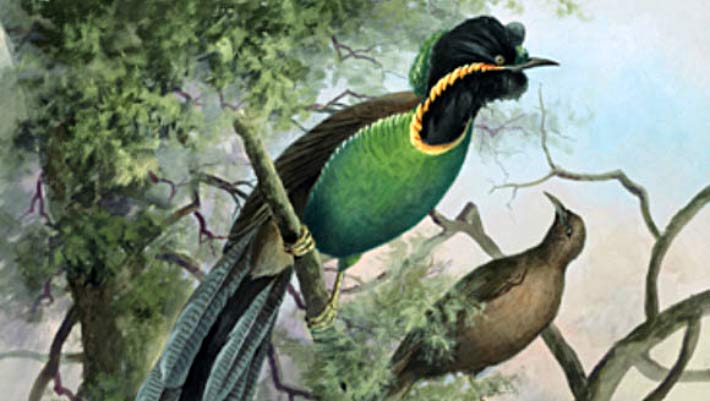 Researchers Sequence Genomes of Five Bird-of-Paradise Species ...