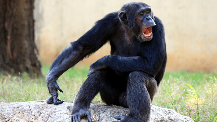Chimpanzees’ Gestural Communication Follows Same Laws as Human Language ...