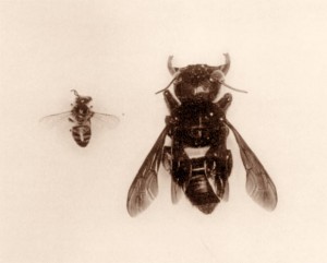 Wallace’s Giant Bee: World’s Largest Bee Rediscovered in Indonesia ...
