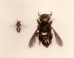 Wallace’s Giant Bee: World’s Largest Bee Rediscovered in Indonesia ...