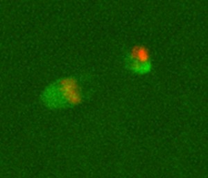 Researchers ‘Revive’ Woolly Mammoth Cell Nuclei | Biology, Genetics ...