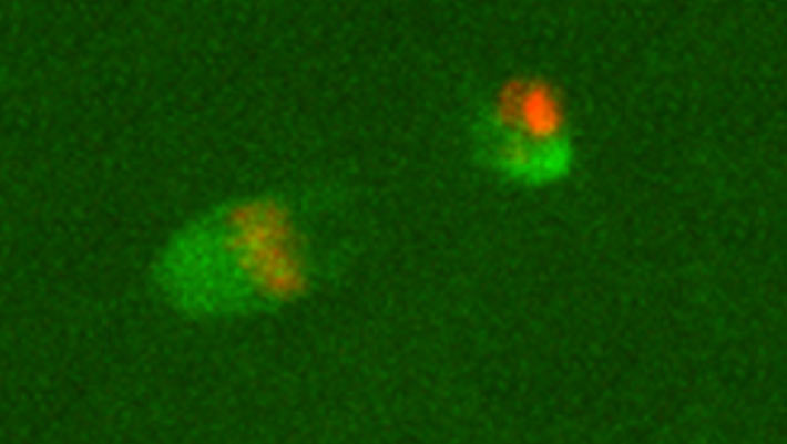 Researchers ‘Revive’ Woolly Mammoth Cell Nuclei | Biology, Genetics ...