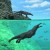 Four-Legged ‘Whale’ Lived in Peru 43 Million Years Ago | Paleontology ...