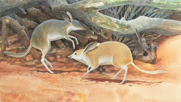 New Species of Extinct Pig-Footed Bandicoot Discovered | Paleontology ...
