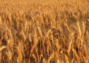 Durum Wheat Genome Sequenced | Genetics | Sci-News.com