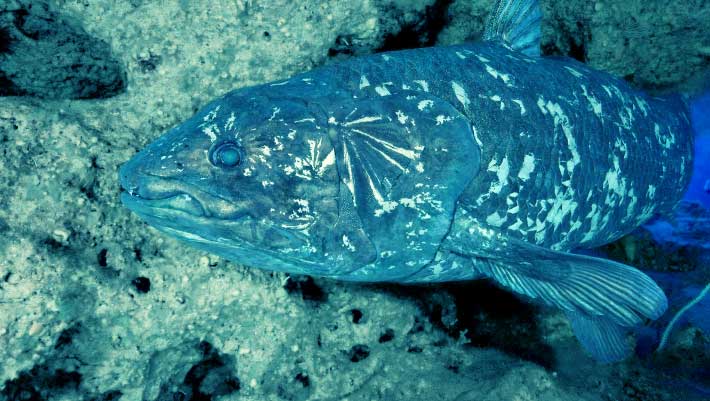 Coelacanth Reveals Secrets of Vertebrate Skull Evolution | Biology ...