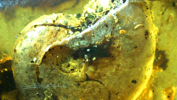 99-Million-Year-Old Ammonite Found in Burmese Amber | Paleontology ...