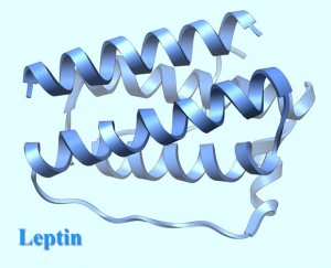Study Provides New Insights into Biology of ‘Satiety Hormone’ Leptin ...