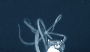 Giant Squid DNA Found in Deep Canyons off Australia | Sci.News