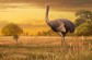 Giant Birds Roamed Europe Two Million Years Ago | Paleontology | Sci ...