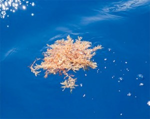 World’s Largest Macroalgal Bloom Discovered | Biology | Sci-News.com