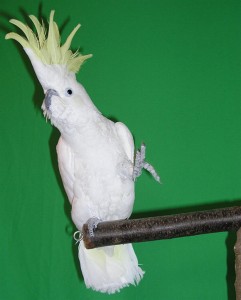 Snowball the Dancing Cockatoo Knows 14 Dance Moves, Study Reveals | Sci ...