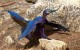 Microraptors Ate Lizards for Lunch | Paleontology | Sci-News.com