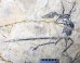Microraptors Ate Lizards for Lunch | Paleontology | Sci-News.com