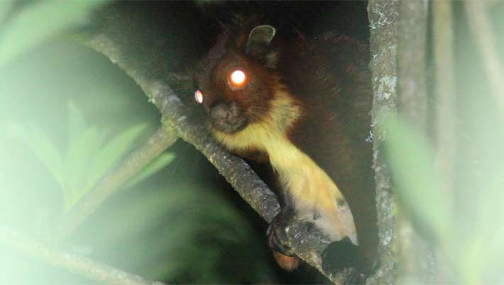 New Flying Squirrel Species Discovered in China | Biology | Sci-News.com
