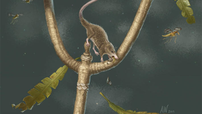 Jurassic Docodont Had Complex, Modern Mammal-Like Hyoid Bones ...