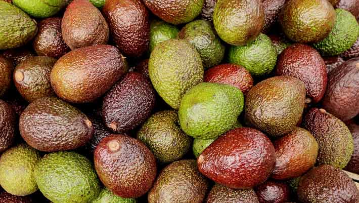 Avocado Genome Sequenced | Genetics | Sci-News.com