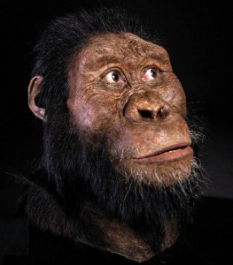 3.8-Million-Year-Old Skull of Australopithecus anamensis Found | Sci.News
