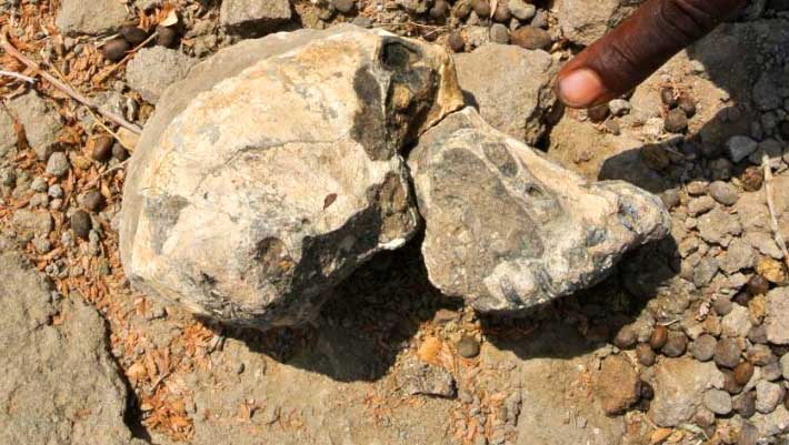 Hominid Fossil Repository Australopithecus Anamensis
