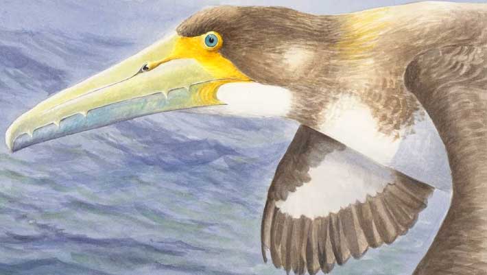 Bony-Toothed Seabird Lived in New Zealand 62 Million Years Ago ...