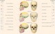 Scientists Reconstruct Skeletal Anatomy of Denisovans | Anatomy ...