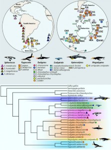 Researchers Sequence Genomes of All Living Penguin Species | Genetics ...