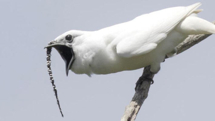 White Bellbird Has Loudest Songs in Avian Kingdom: Study | Biology ...