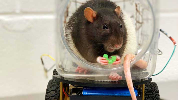 Rats Taught How to Drive Tiny Cars | Neuroscience, Psychology | Sci ...