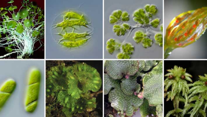 Researchers Generate Gene Sequences for 1,124 Plant Species, Illuminate ...