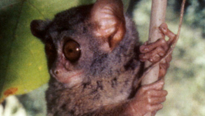 New Species of Tarsier Discovered | Biology | Sci-News.com