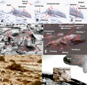 NASA Photos Show Insect- and Reptile-Like Life Forms on Mars ...