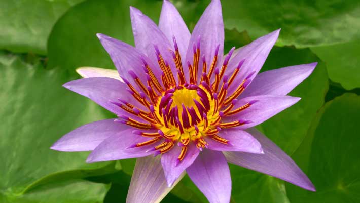 Water Lily Genome Sheds Light on Early Evolution of Flowering Plants ...