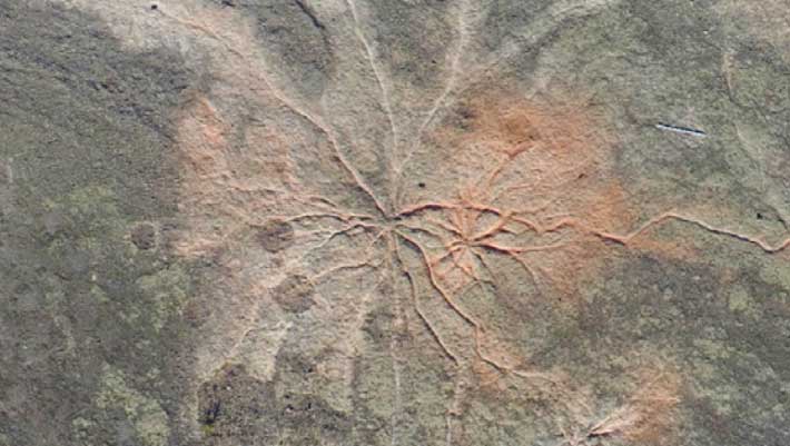 World’s Oldest Fossil Forest Unearthed | Paleontology | Sci-News.com